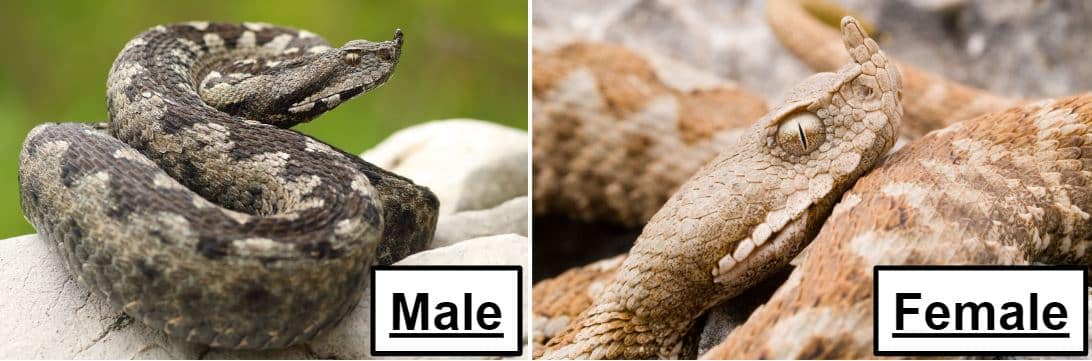 18 Types of Snakes That Live in Greece! (ID Guide) - Bird Watching HQ