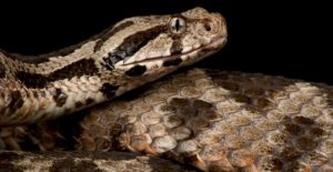 13 Types of Snakes That Live in Turkey! (ID Guide) - Bird Watching HQ