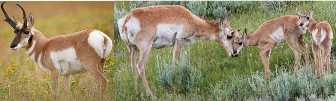 52 Types of MAMMALS Found in Colorado! (2025) - Bird Watching HQ