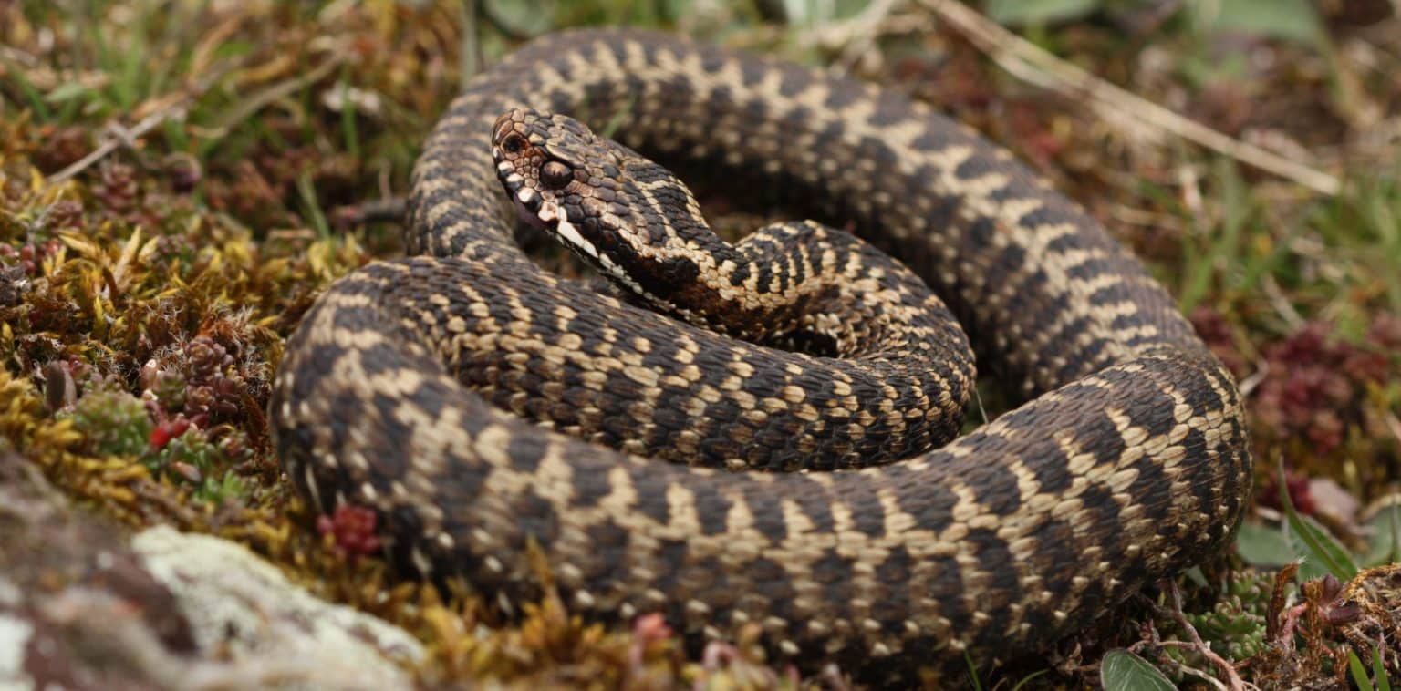 The 13 Types of Snakes That Live in Spain! (ID Guide) - Bird Watching HQ