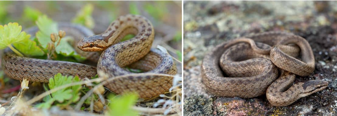 27 Types of Snakes in Europe! (ID Guide) - Bird Watching HQ
