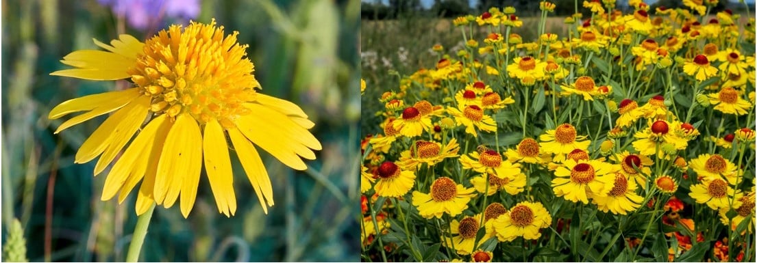 27 Yellow Wildflowers in Iowa (W/Pics!) - Bird Watching HQ