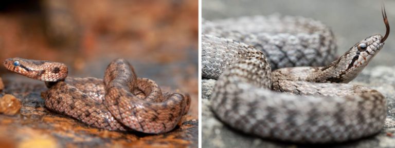 12 Types of Snakes That Live in France! (ID Guide) - Bird Watching HQ
