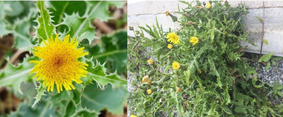 27 Yellow Wildflowers in Iowa (W/Pics!) - Bird Watching HQ