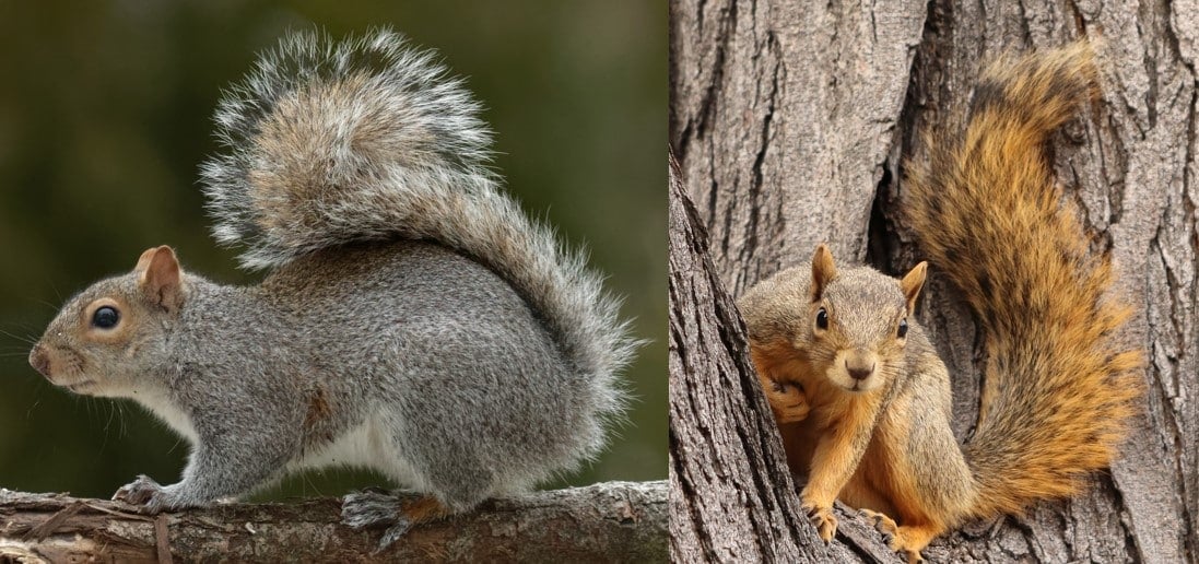 13 Types of Rodents in Michigan! (w/Pics) - Bird Watching HQ