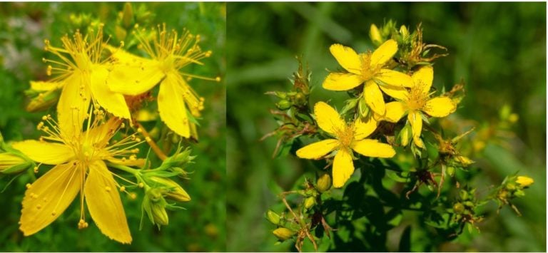 29 Types of YELLOW Wildflowers in the United States! (2023) - Bird ...