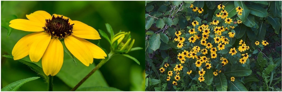 26 Yellow Wildflowers in Alabama (W/Pics!) - Bird Watching HQ