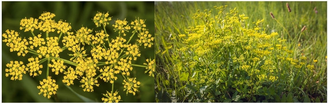 28 Types of YELLOW Wildflowers in Ohio! (2025) - Bird Watching HQ