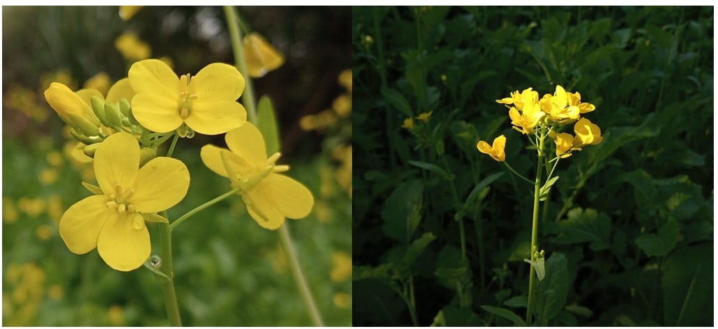28 Yellow Wildflowers in Indiana (W/Pics!) - Bird Watching HQ
