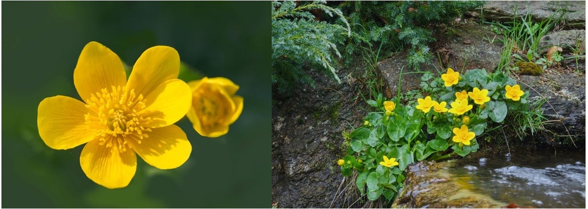 27 Yellow Wildflowers in Missouri (W/Pics!) - Bird Watching HQ
