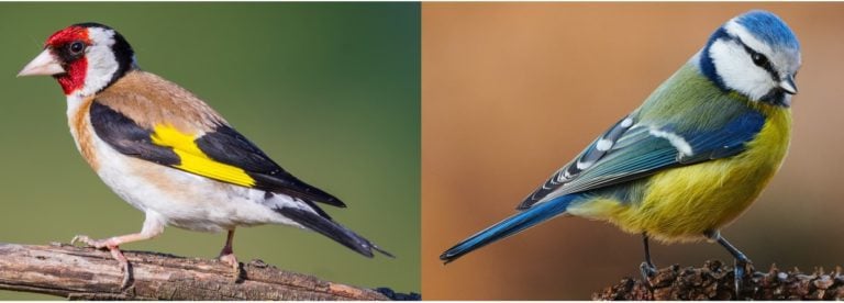 12 MOST Common Birds Found in Turkey! (2025) - Bird Watching HQ