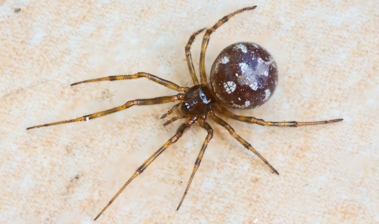 18 MOST Common SPIDERS in the United Kingdom! - Bird Watching HQ