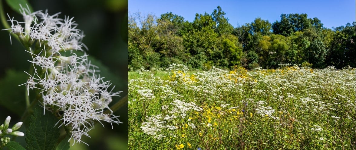 25 Types of WHITE Wildflowers in Connecticut! (2025) - Bird Watching HQ