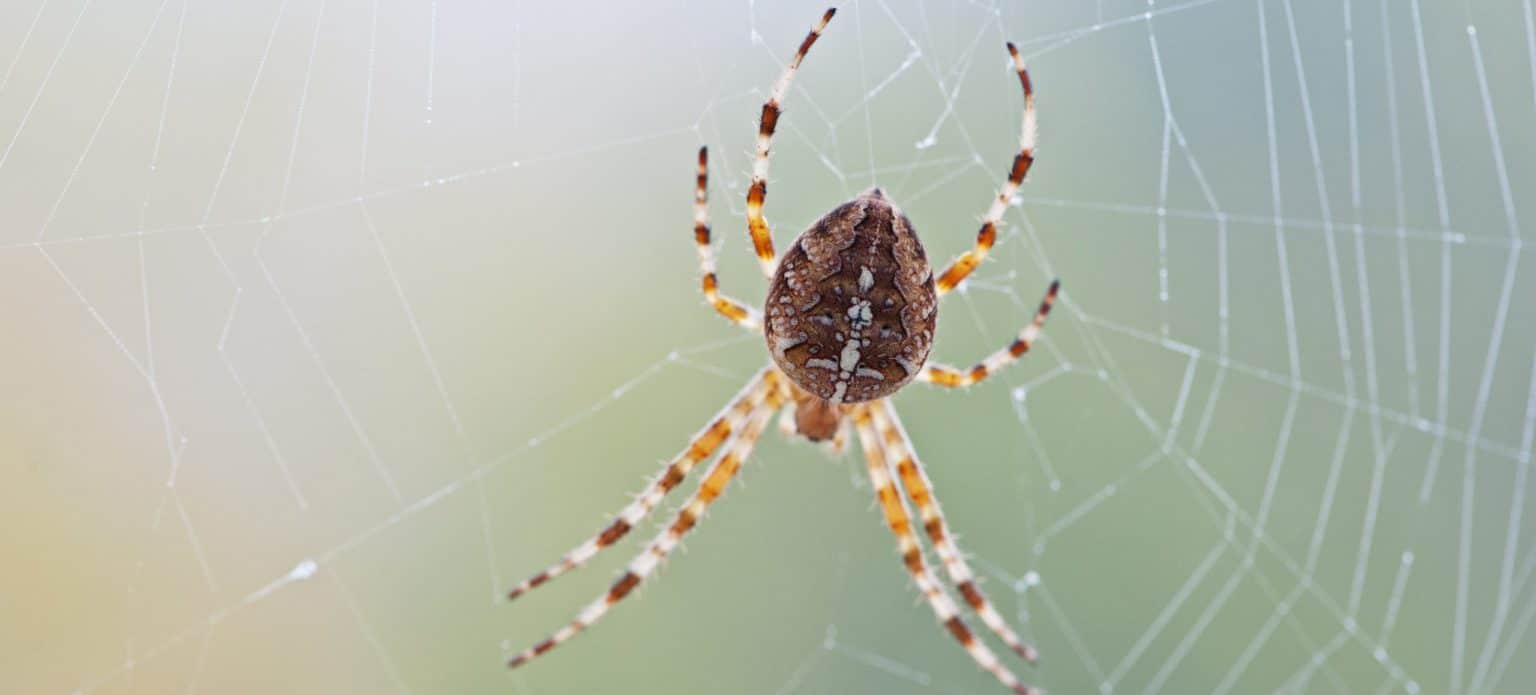 16 MOST Common SPIDERS Found in Turkey! (2025) - Bird Watching HQ
