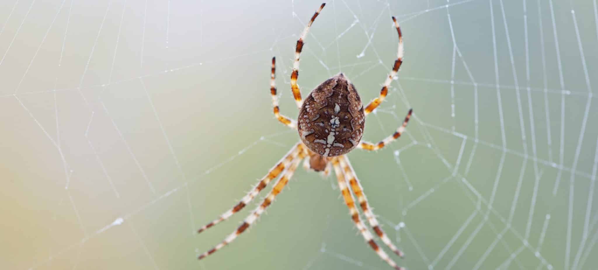 21 MOST Common SPIDERS Found in Germany! (2025) - Bird Watching HQ