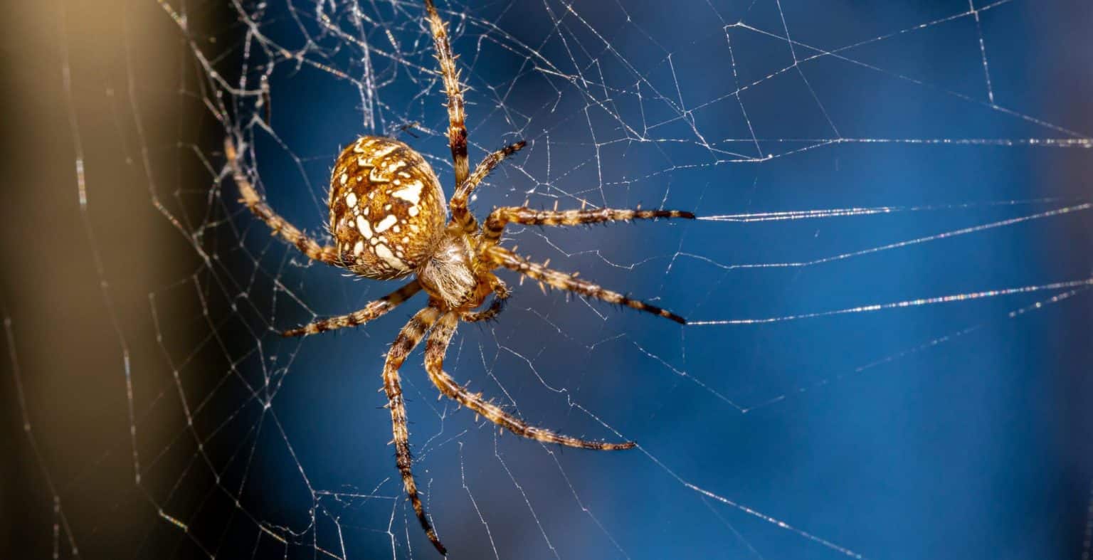 21 MOST Common SPIDERS Found in Germany! (2025) - Bird Watching HQ