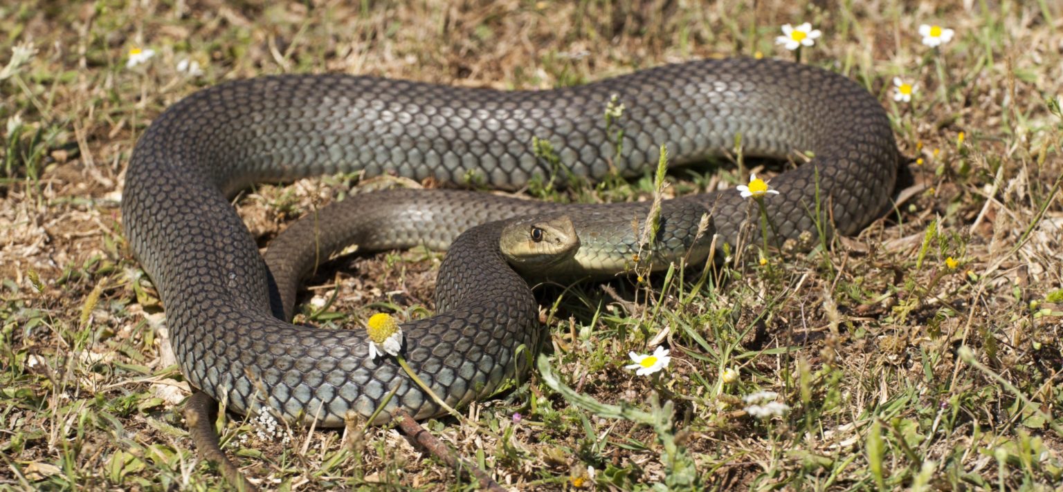 13 Types of Snakes That Live in Turkey! (ID Guide) - Bird Watching HQ