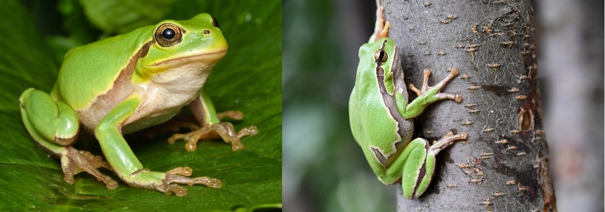 8 Types of FROGS Found in Poland! (w/Pics) - Bird Watching HQ