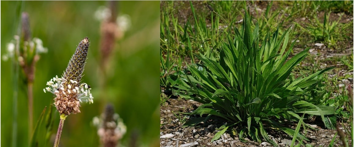 24 Types of WHITE Wildflowers in Canada! (2023) - Bird Watching HQ