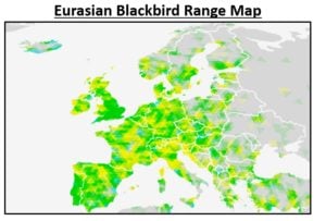 30 MOST Common Birds in the Netherlands! (2025) - Bird Watching HQ