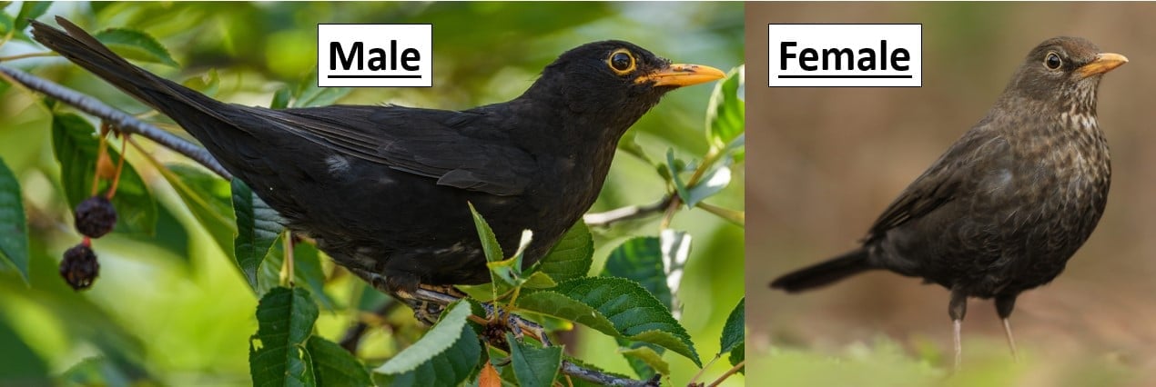 25 COMMON Birds Found in Iraq! (2025) - Bird Watching HQ