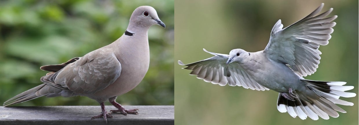 28 MOST Common Birds Found in Italy! (2025) - Bird Watching HQ