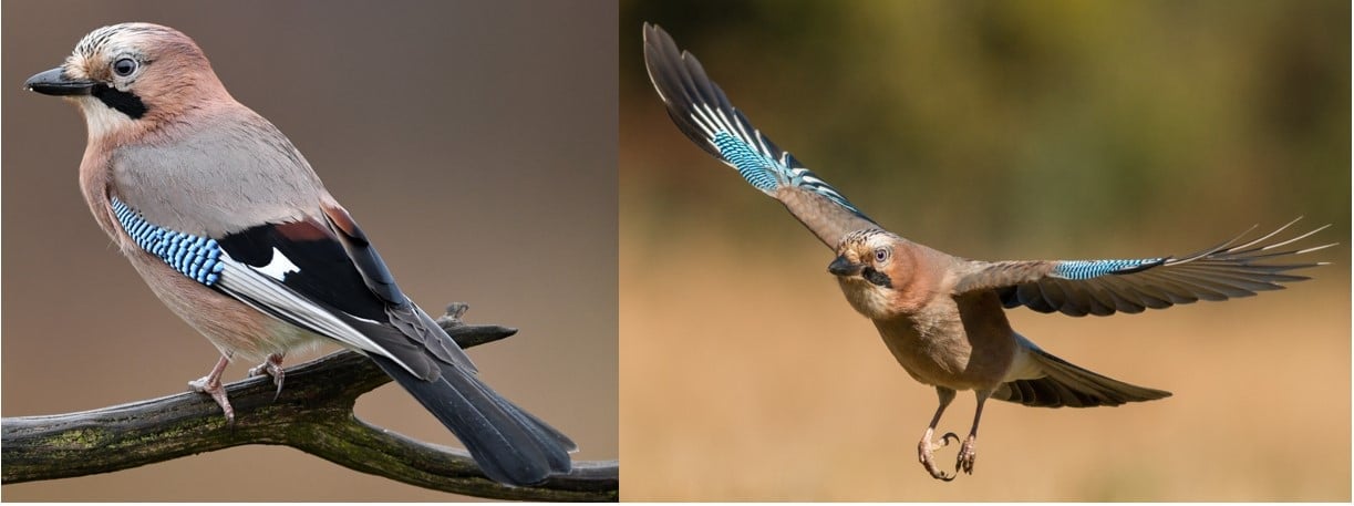 29 MOST Common Birds Found in Switzerland! (2025) - Bird Watching HQ