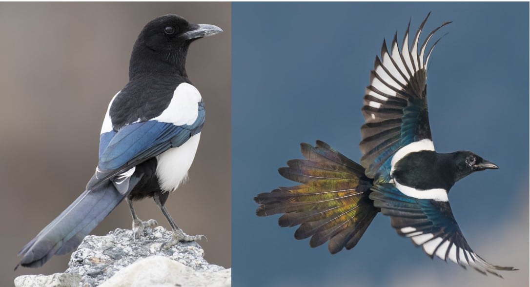 30 MOST Common Birds Found in Germany! (2025) - Bird Watching HQ