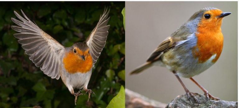 27 Common Animals Found in Ireland (2024) - Bird Watching HQ