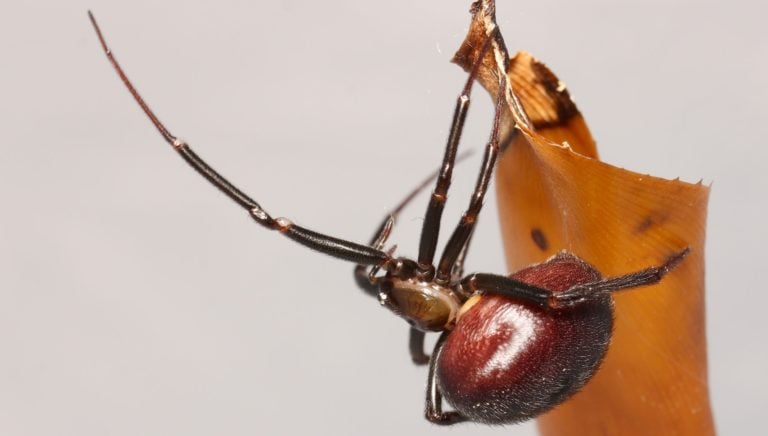 10 COMMON SPIDERS Found in the United Arab Emirates! (2025) - Bird ...