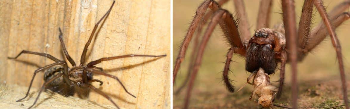 21 MOST Common SPIDERS Found in Germany! (2025) - Bird Watching HQ