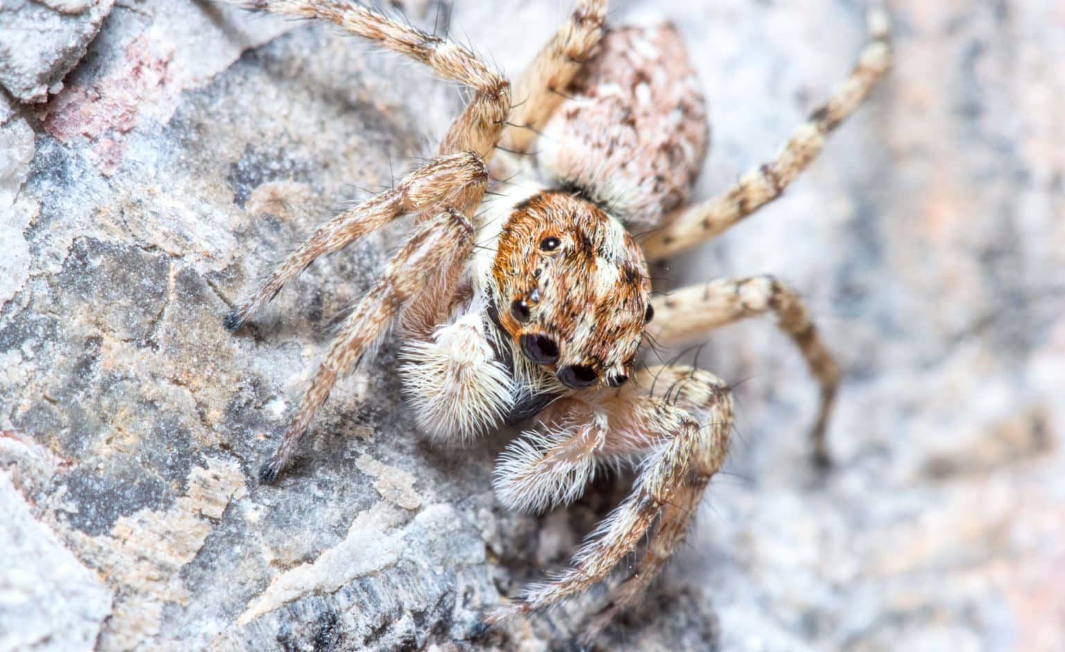 16 MOST Common SPIDERS Found in Turkey! (2025) - Bird Watching HQ
