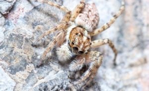29 COMMON Spiders Found in South America! (2023) - Bird Watching HQ