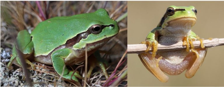19 Types of FROGS Found in France! (w/Pics) - Bird Watching HQ