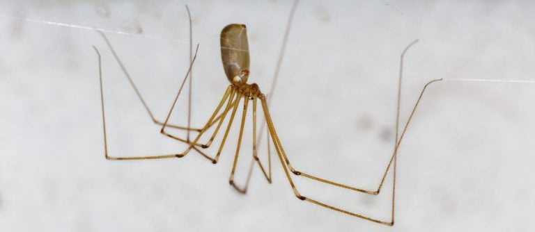 22 COMMON Spiders Found in Peru! (2025) - Bird Watching HQ