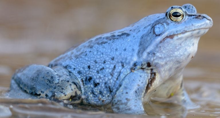 19 Types of FROGS Found in France! (w/Pics) - Bird Watching HQ