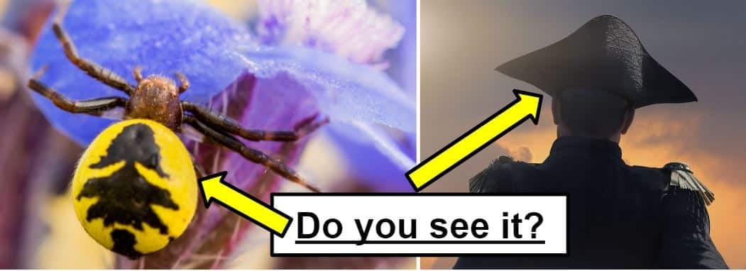 25 MOST Common SPIDERS Found in Italy! (2025) - Bird Watching HQ