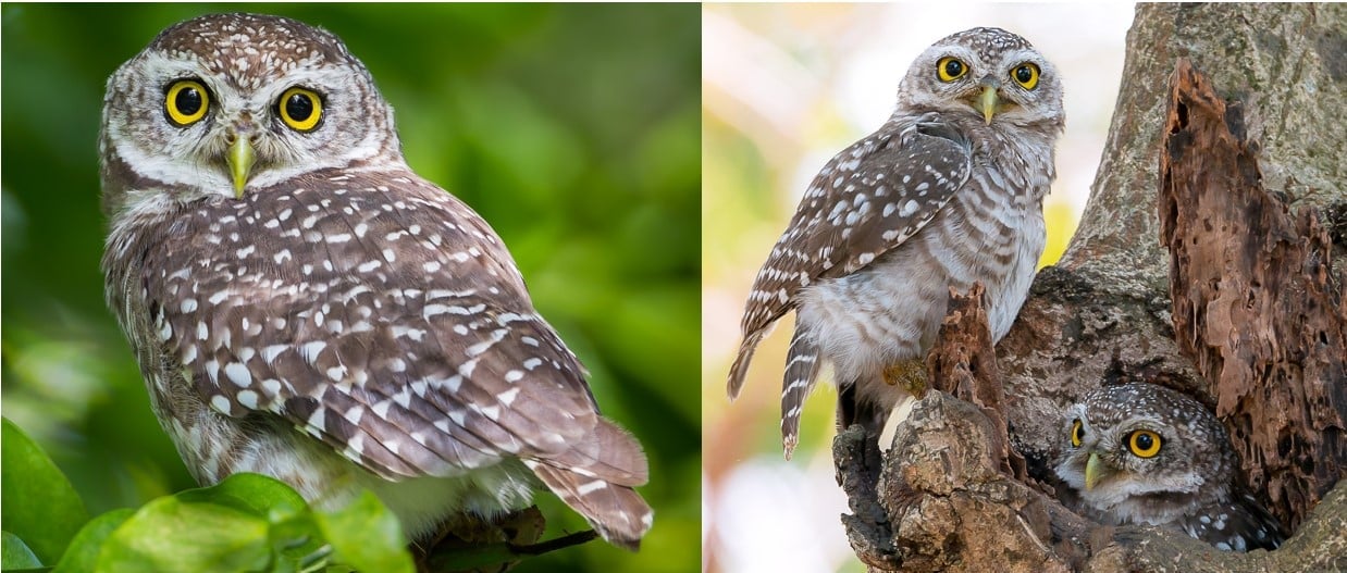 4 Species of Owls Found in Nigeria! (2025) - Bird Watching HQ