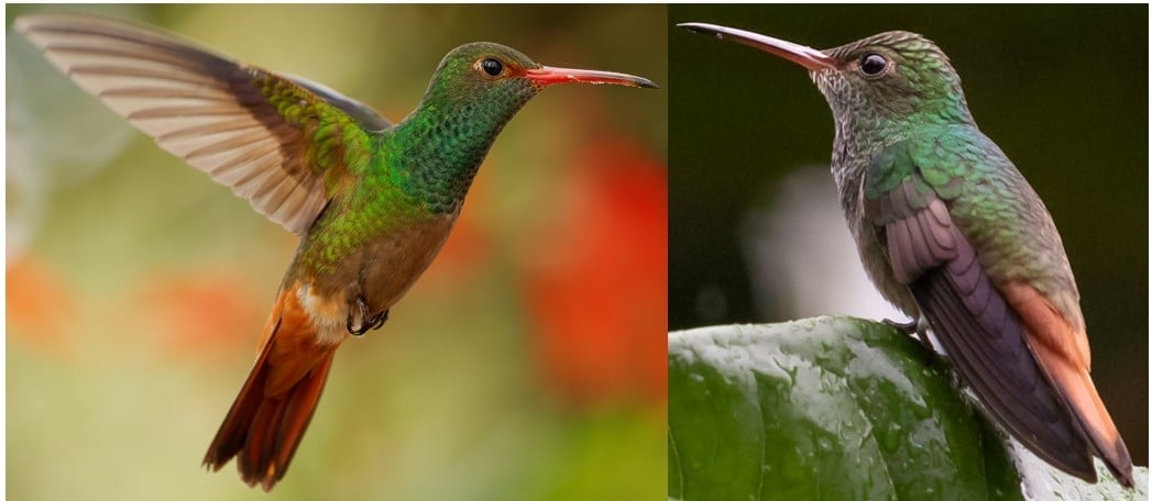 28 COMMON Birds Found in Belize! (2023) - Bird Watching HQ