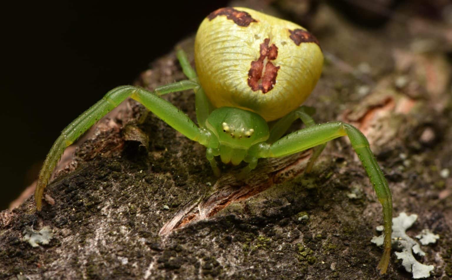 7 COMMON Spiders Found in South Korea! (2023) - Bird Watching HQ