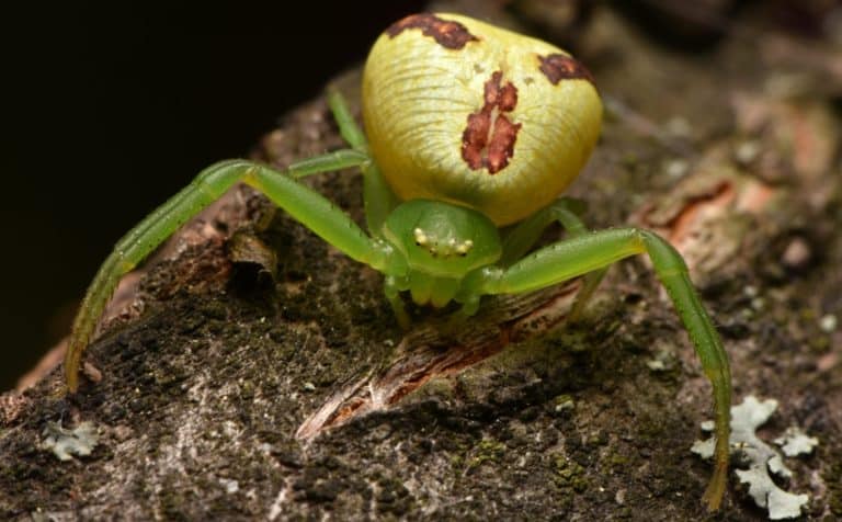 14 COMMON Spiders Found in Japan! (2025) - Bird Watching HQ
