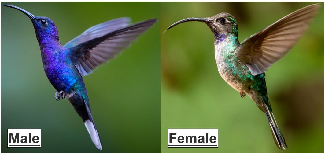 10 MOST COMMON Hummingbirds in El Salvador! (2023) - Bird Watching HQ