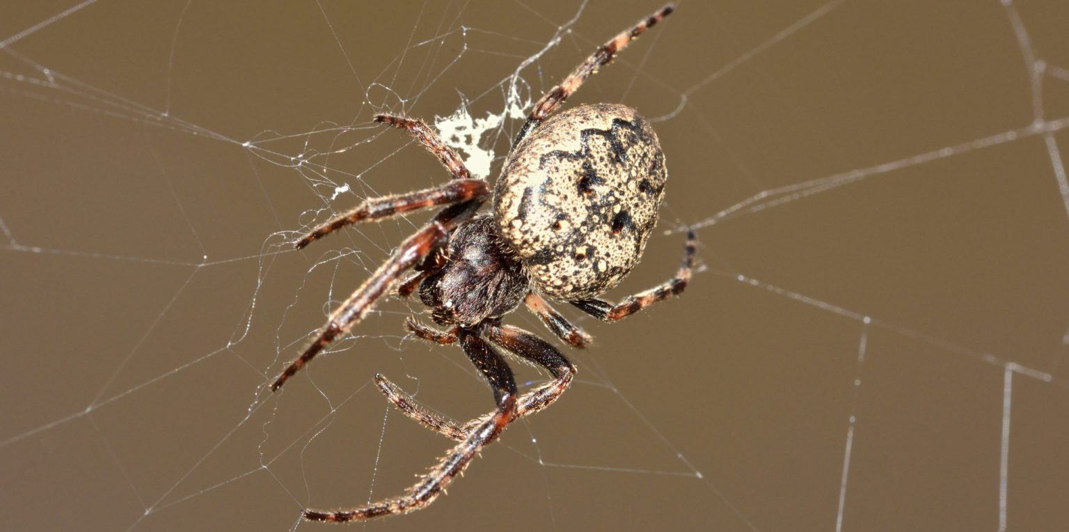 15 MOST Common SPIDERS Found in Poland! (2025) - Bird Watching HQ