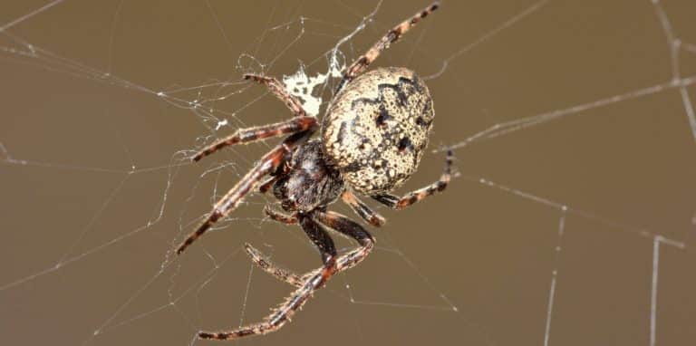 The 21 MOST Common SPIDERS Found in Germany! (2023) - Bird Watching HQ