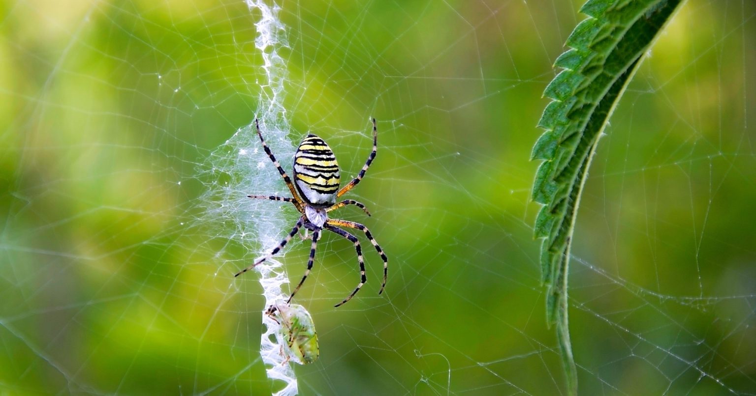 21 MOST Common SPIDERS Found in Germany! (2025) - Bird Watching HQ