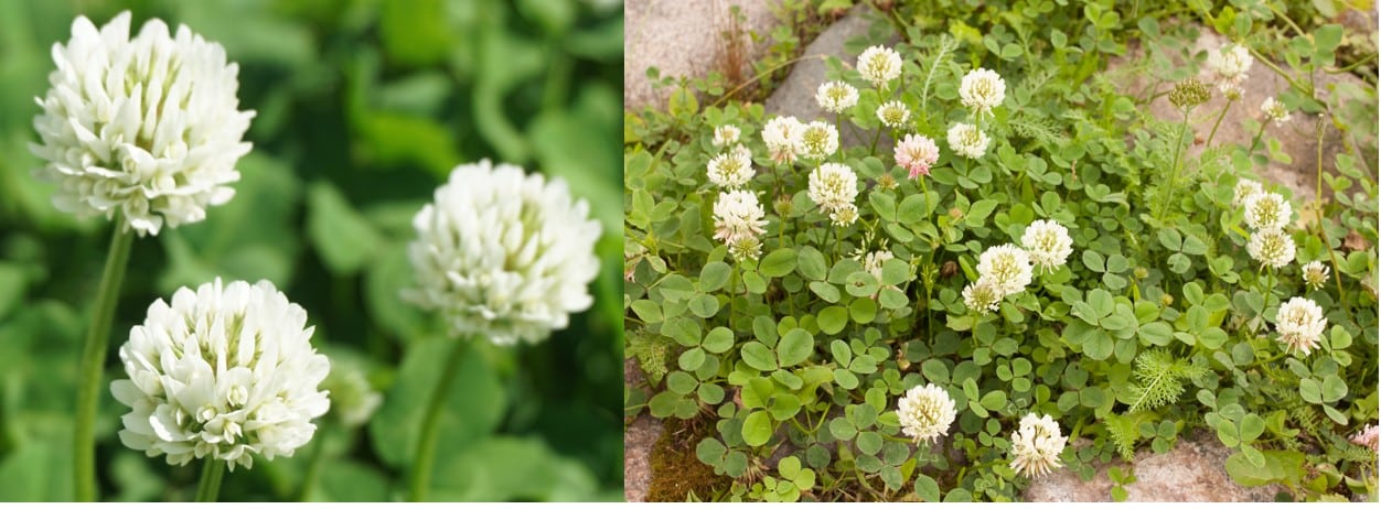 27 Types of WHITE Wildflowers in Illinois! (2025) - Bird Watching HQ