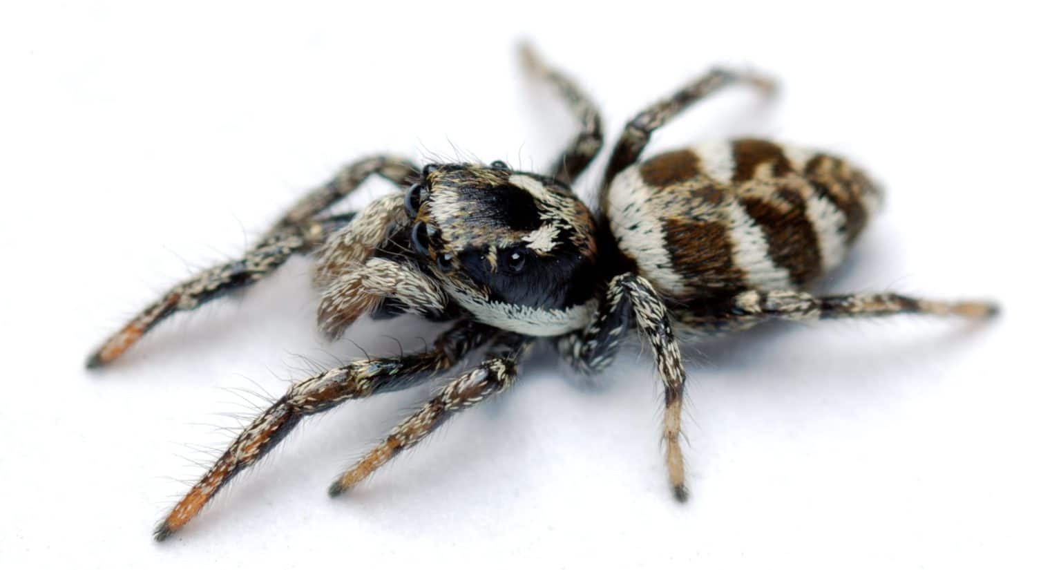 25 Most Common SPIDERS in Wisconsin! (ID Guide) - Bird Watching HQ