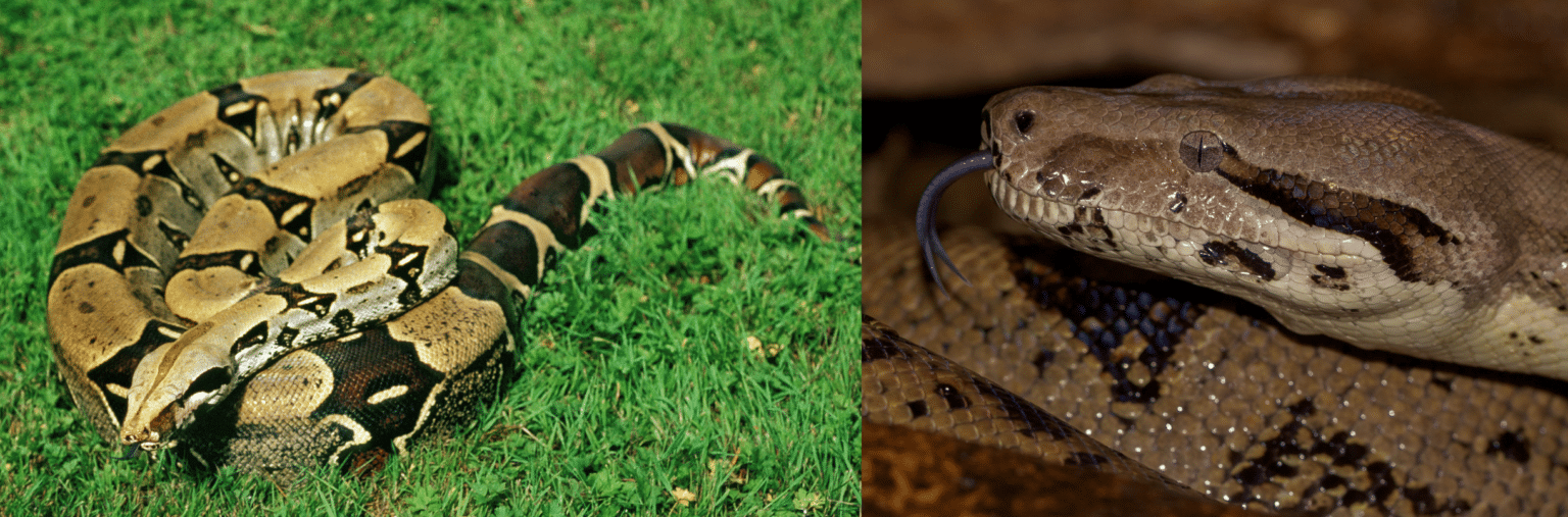 14 COMMON Snakes Found in Paraguay! (2024) - Bird Watching HQ