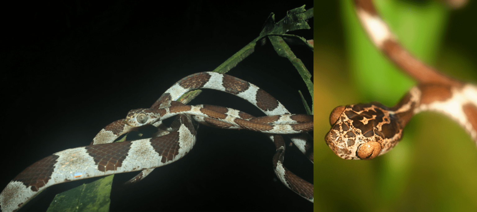 18 COMMON Snakes Found in Colombia! (2024) - Bird Watching HQ