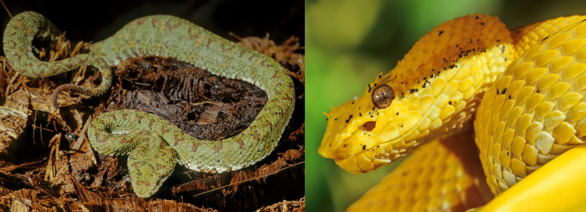 5 Venomous Snakes Found in Belize (2025) - Bird Watching HQ